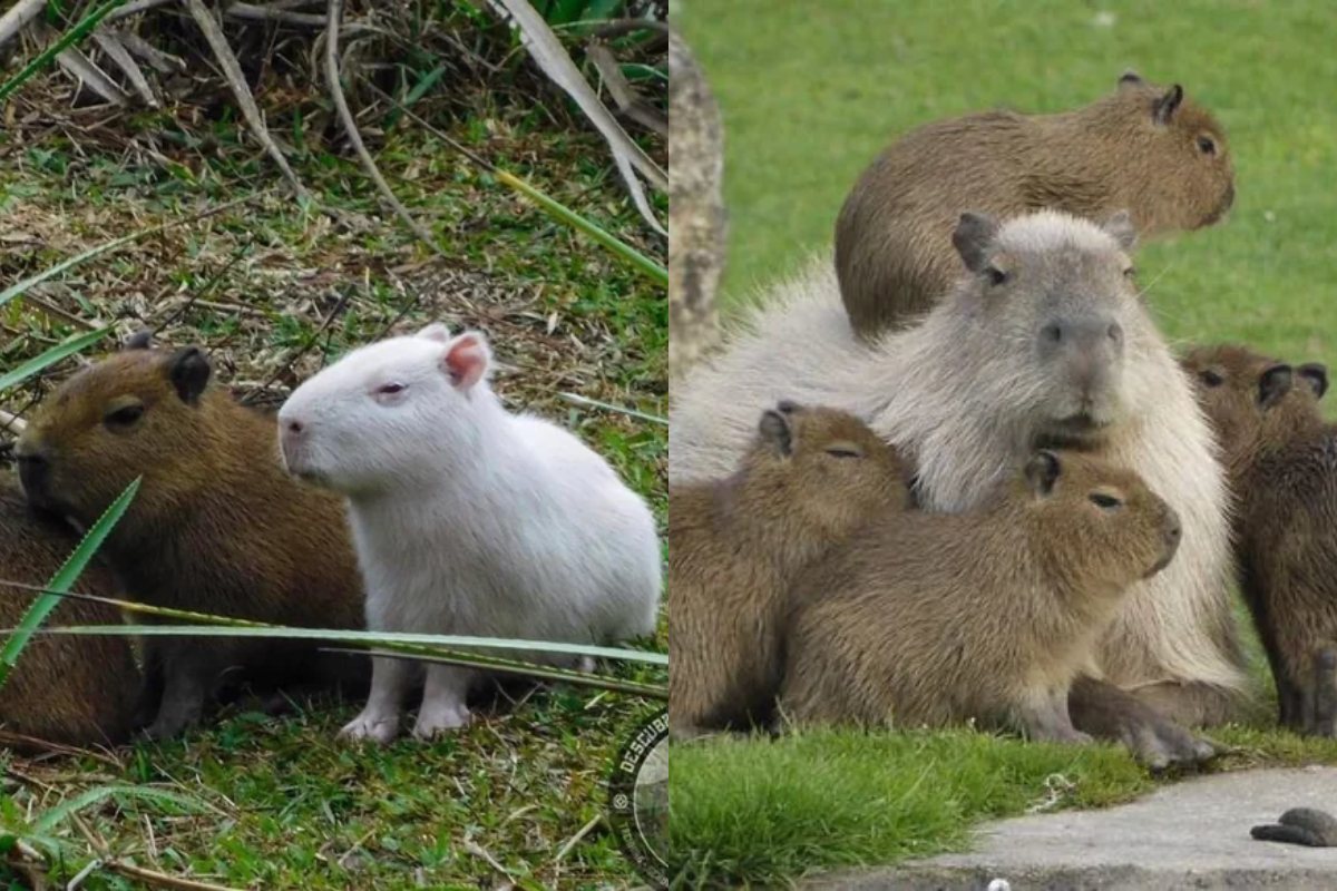 Capivara Albina Avistada no Uruguai é Exemplo Raro na Natureza